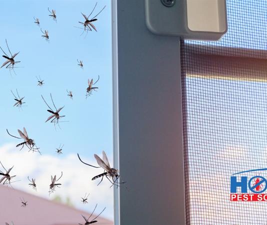 Blogs About Pests | Hoffer Pest Solutions